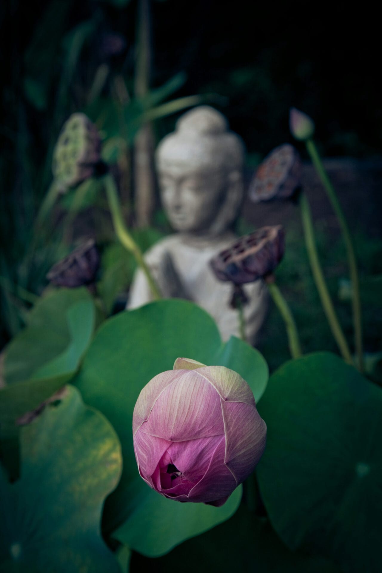 What Is a Koan? Examples and Their Purpose in Zen Practice | Rajiv Agarwal